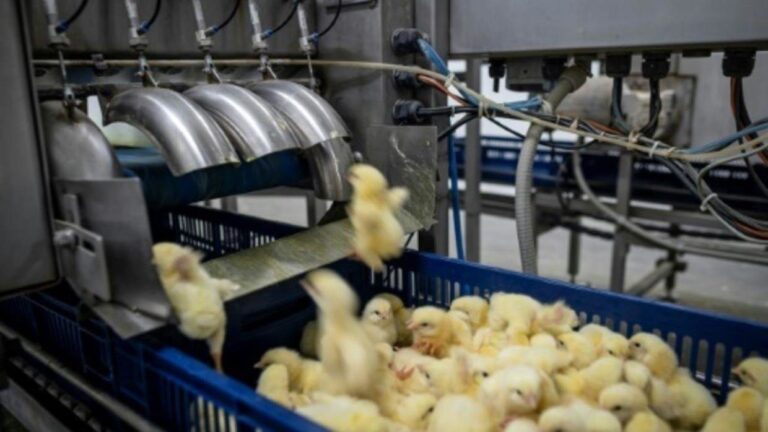 Bienestar de las aves en la producción – Cadena Avicola