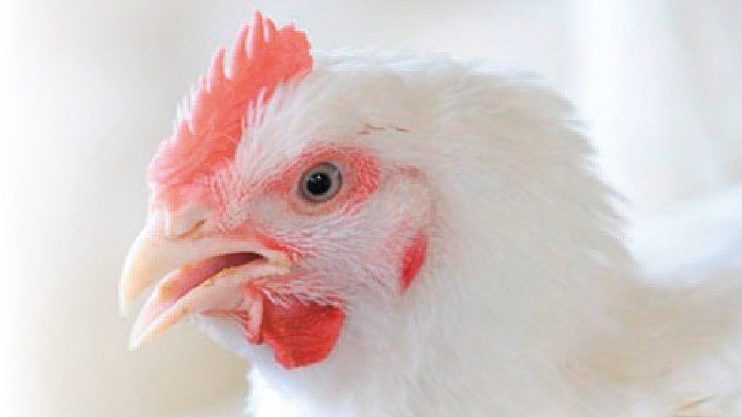 Vacunación contra IBV con Cevac IBird® y Cevac® Mass L – Cadena Avicola