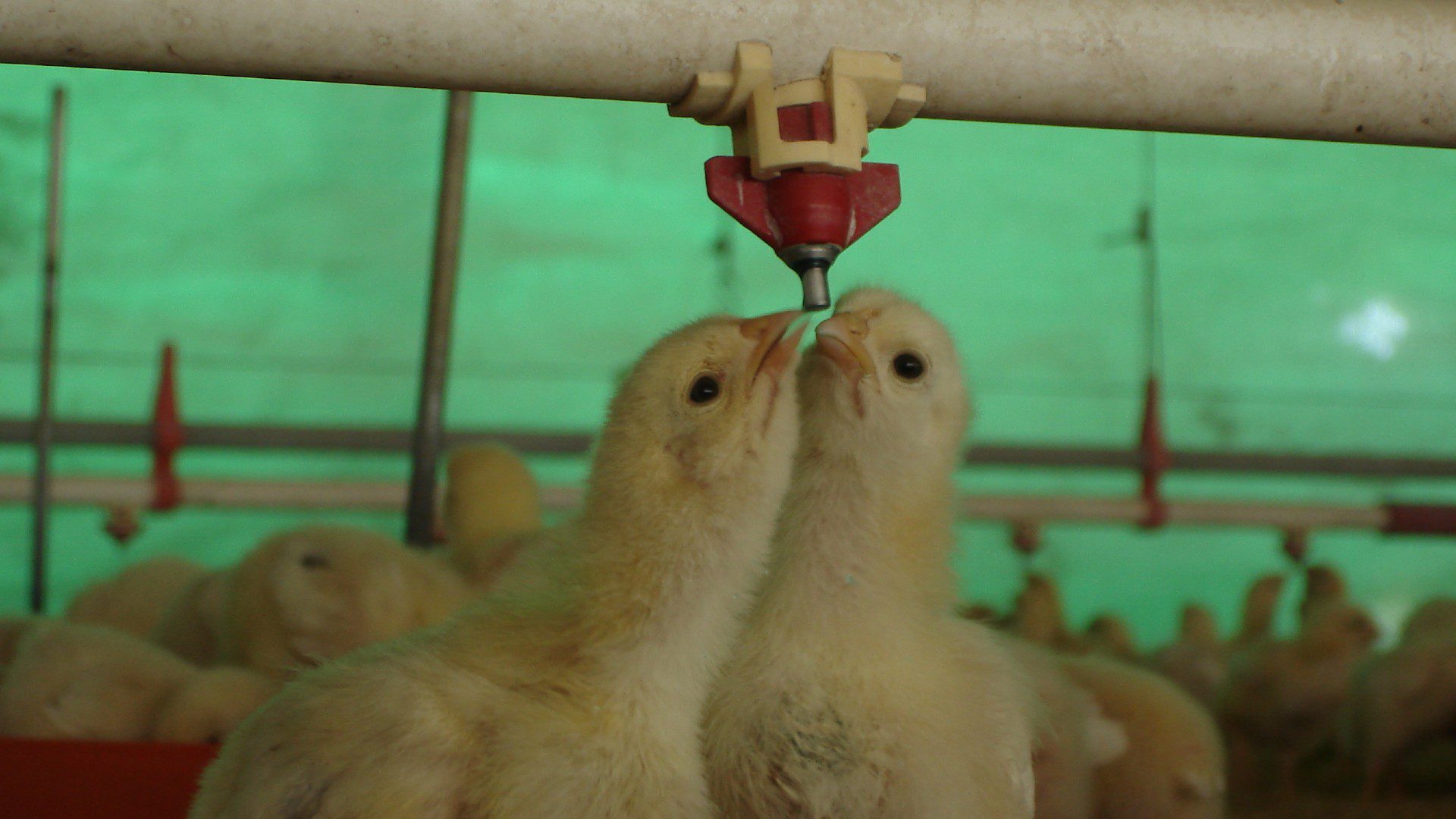 Desinfección del agua en la producción avícola – Cadena Avicola